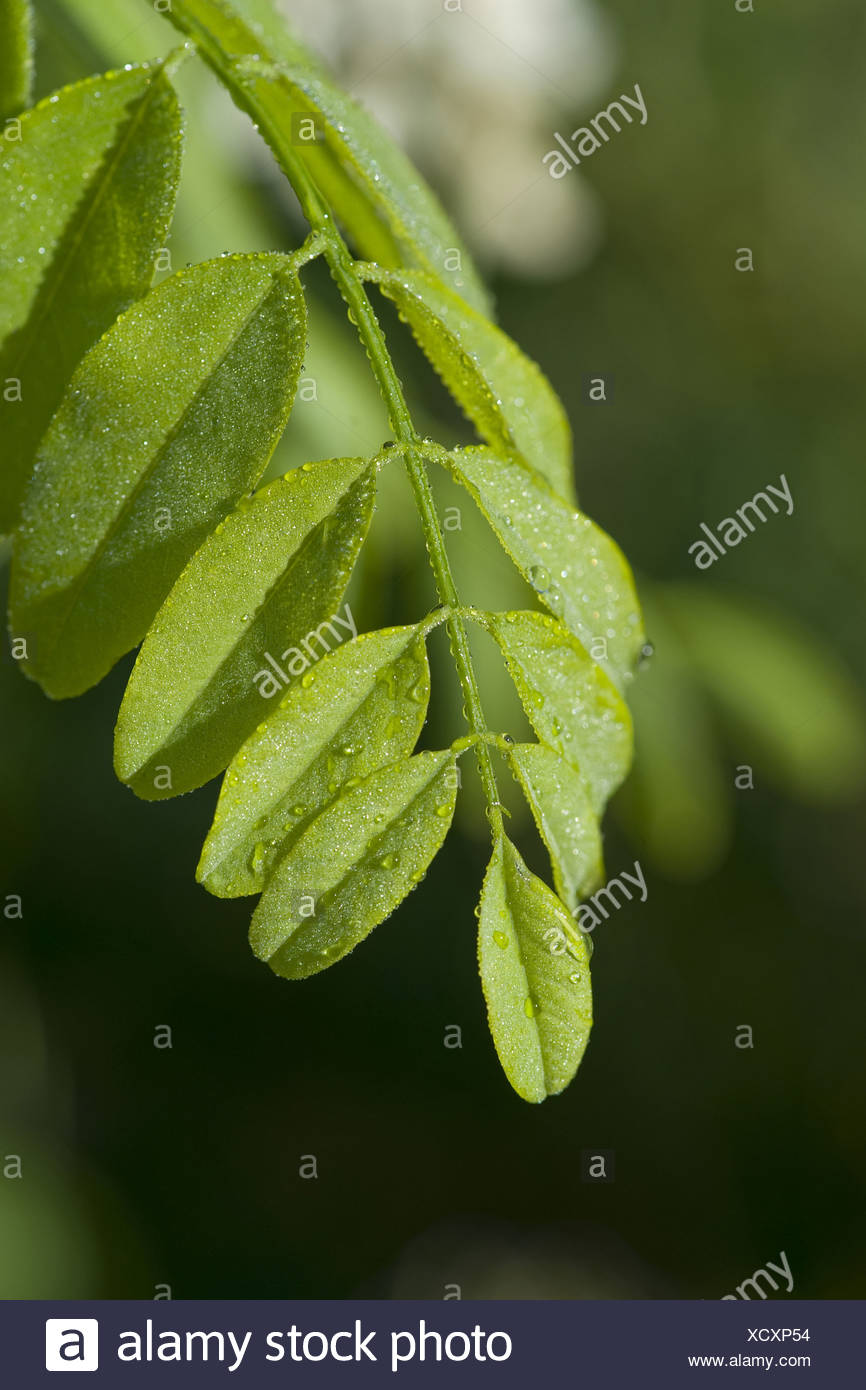 Robinia Leaf High Resolution Stock Photography and Images - Alamy