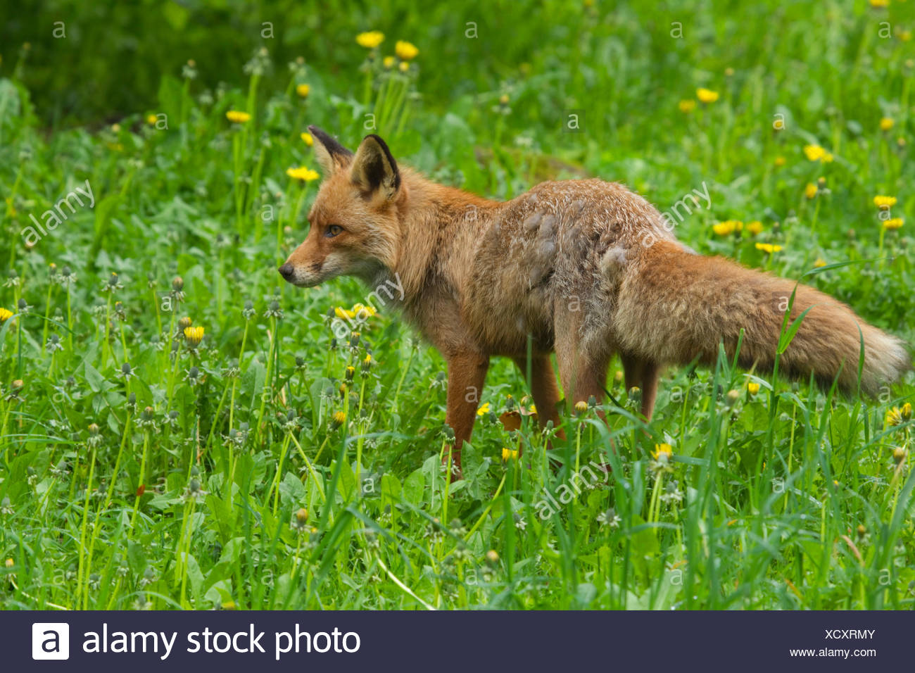 Scandinavian Wild Flowers High Resolution Stock Photography and Images ...
