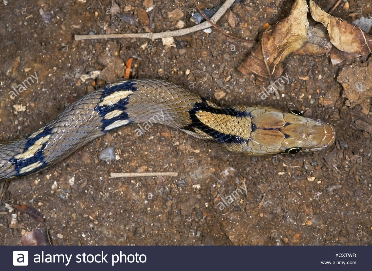 Specimen Maharashtra India High Resolution Stock Photography and Images ...