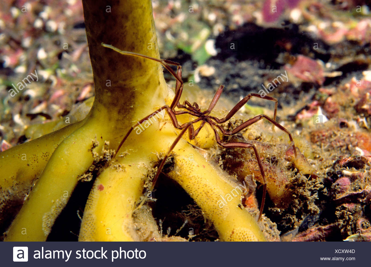 Pycnogonida High Resolution Stock Photography and Images - Alamy