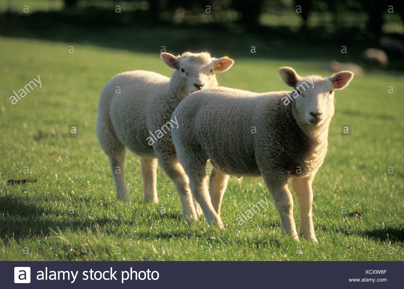 Two Ewes Stock Photos & Two Ewes Stock Images - Alamy