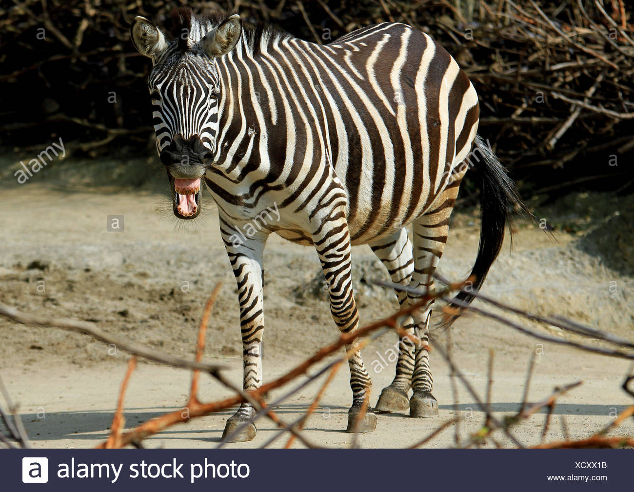Zebra Teeth Smiling Stock Photos & Zebra Teeth Smiling Stock Images - Alamy