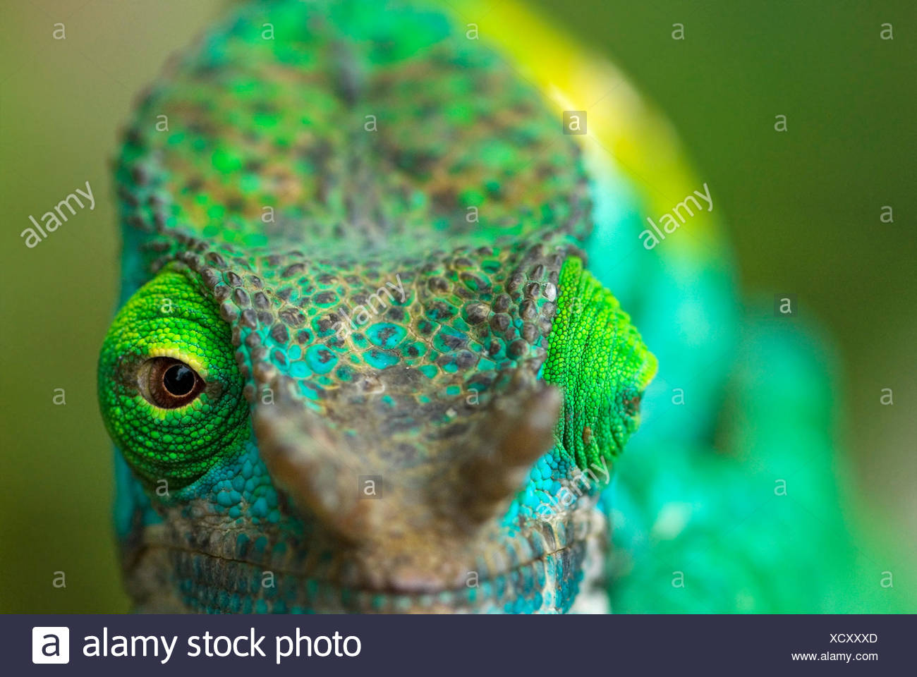 Parsons Chameleons High Resolution Stock Photography and Images - Alamy