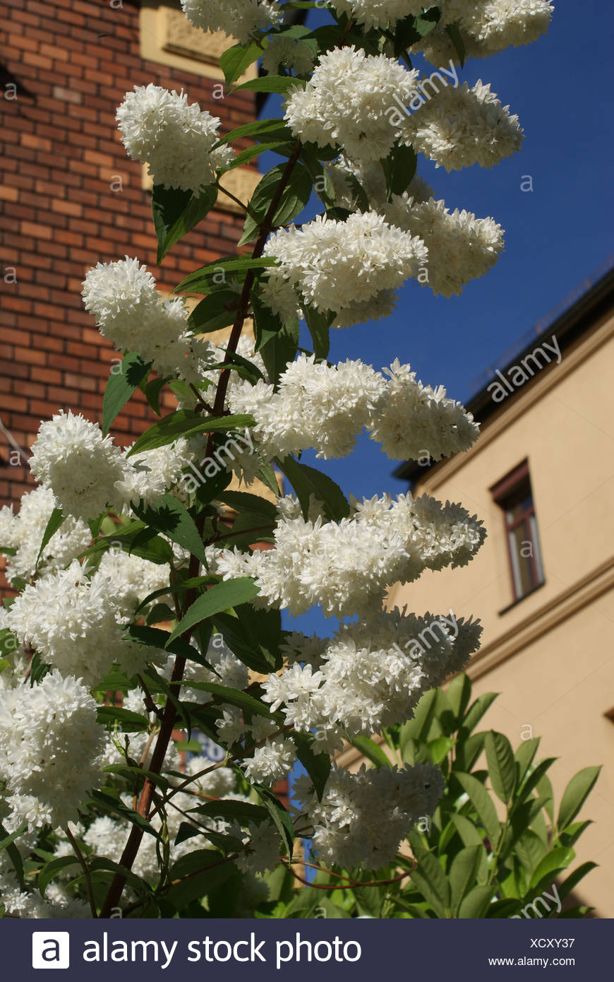 Deutzie High Resolution Stock Photography and Images - Alamy