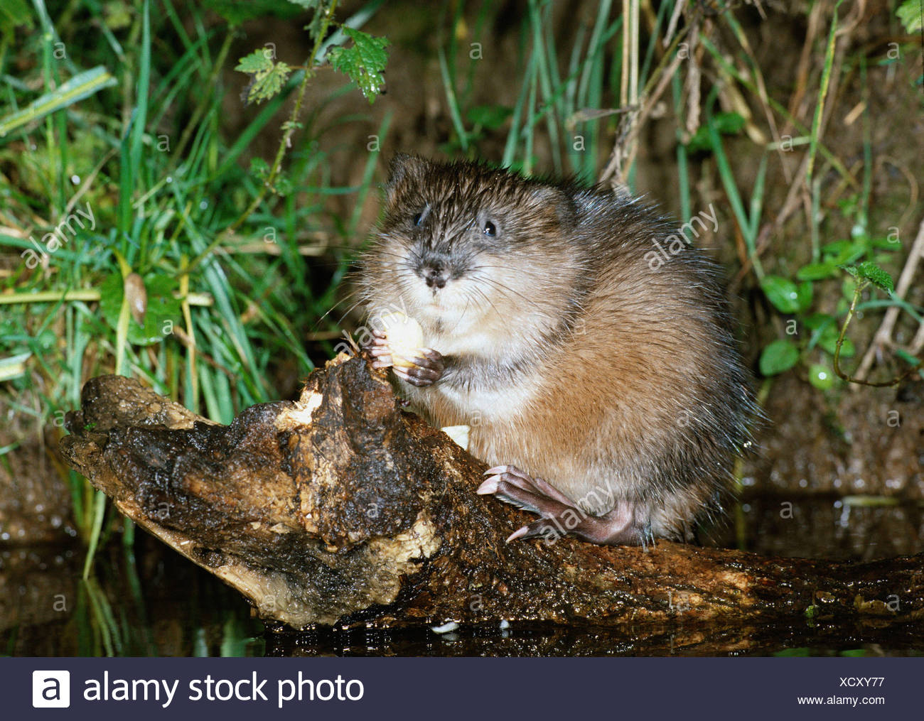 Bisamratte High Resolution Stock Photography and Images - Alamy