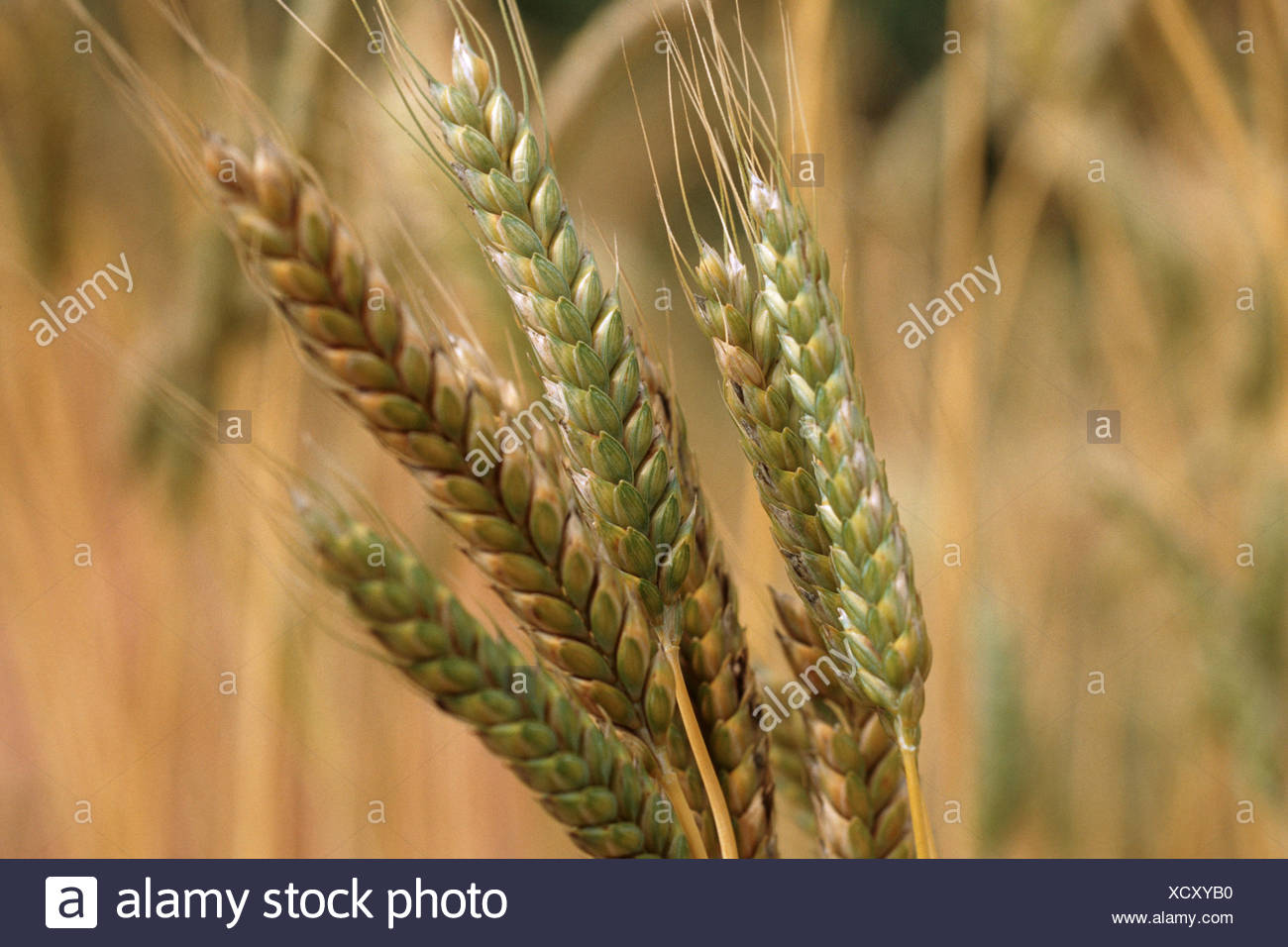 Triticum Turgidum High Resolution Stock Photography and Images - Alamy