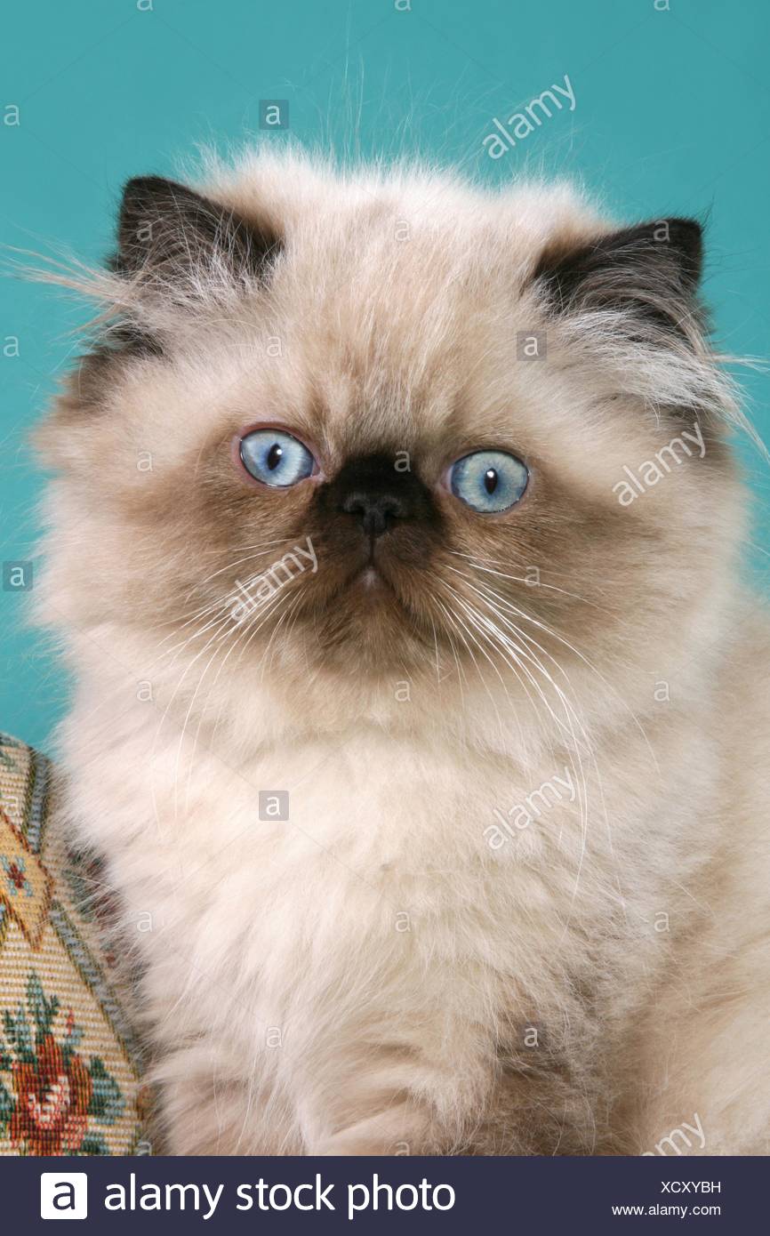 Colourpoint Seal Point Persian Cat High Resolution Stock Photography ...