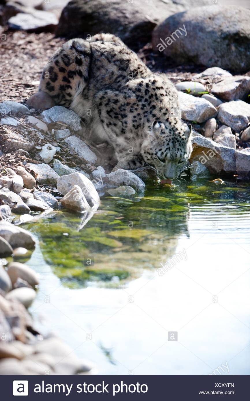 Leopard Is Drinking Water High Resolution Stock Photography and Images ...
