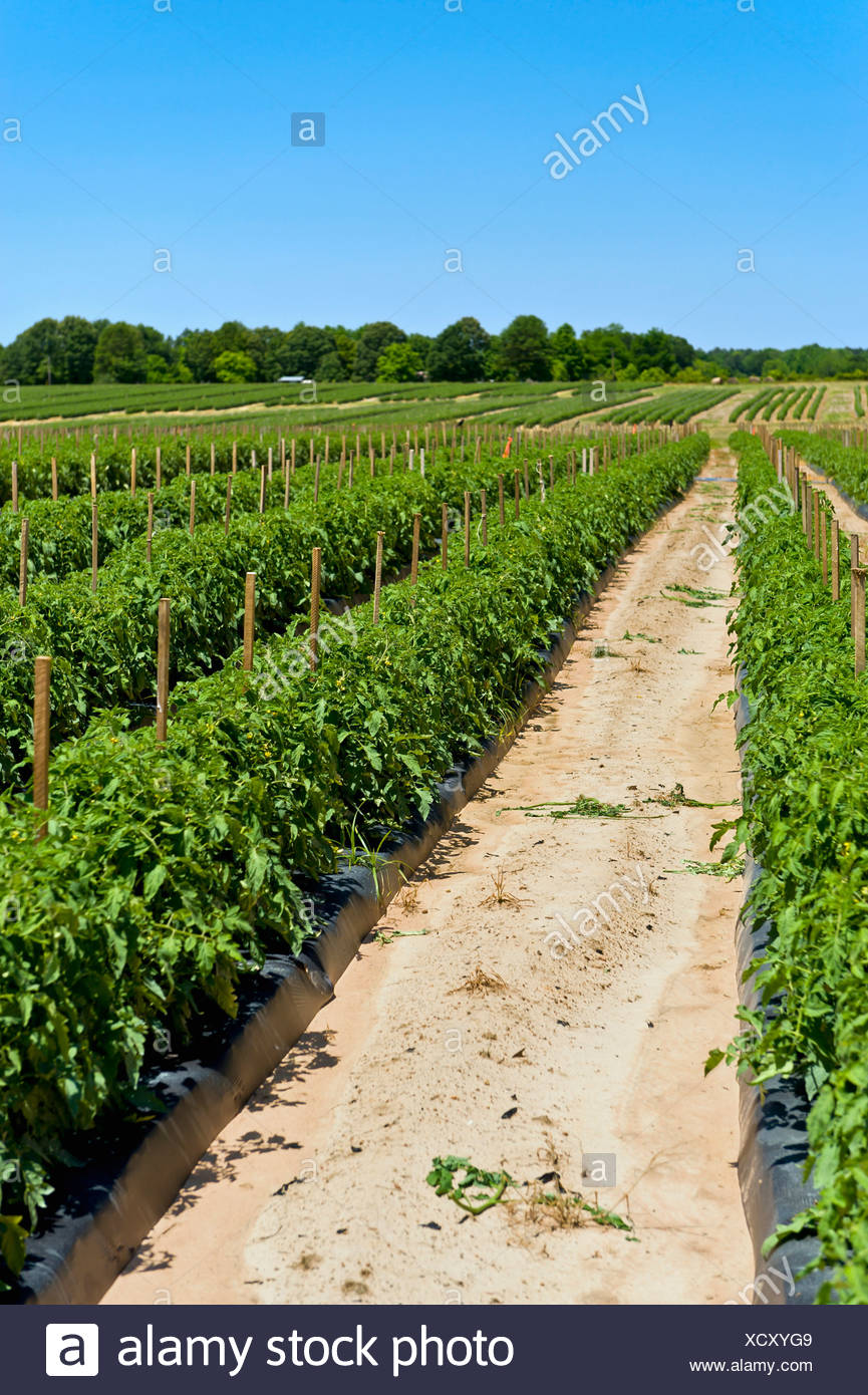 Irrigation Tomato Field High Resolution Stock Photography and Images ...