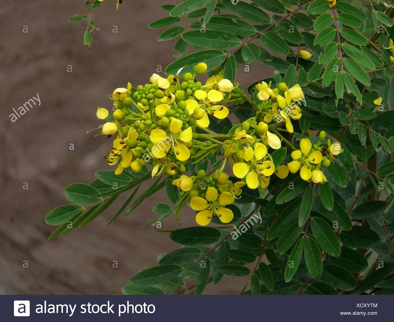 Gulmohar Family High Resolution Stock Photography and Images - Alamy