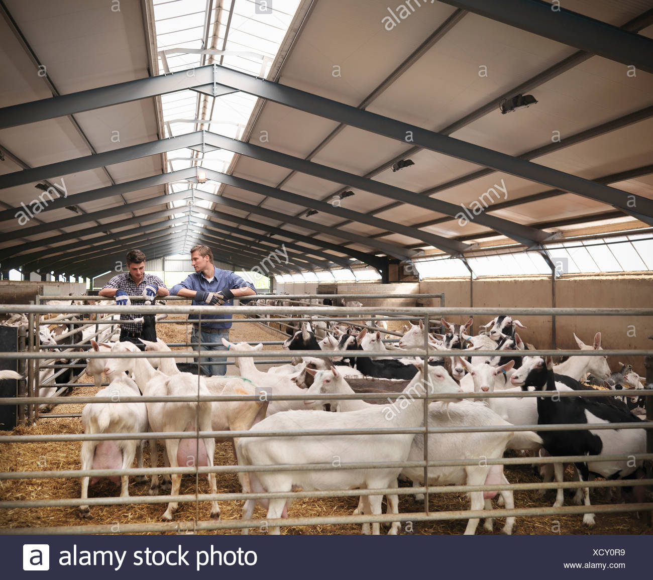 Goat Barn High Resolution Stock Photography and Images - Alamy