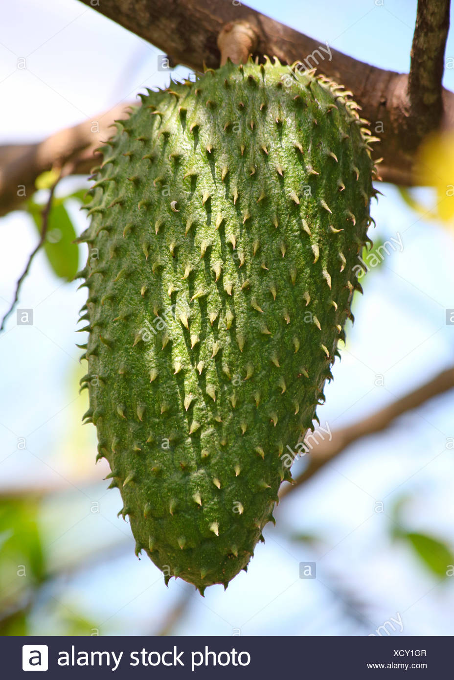 Anona High Resolution Stock Photography and Images - Alamy