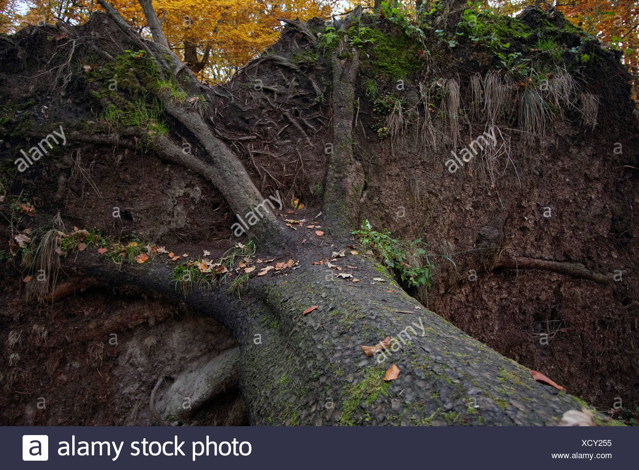 Central Disc High Resolution Stock Photography and Images - Alamy