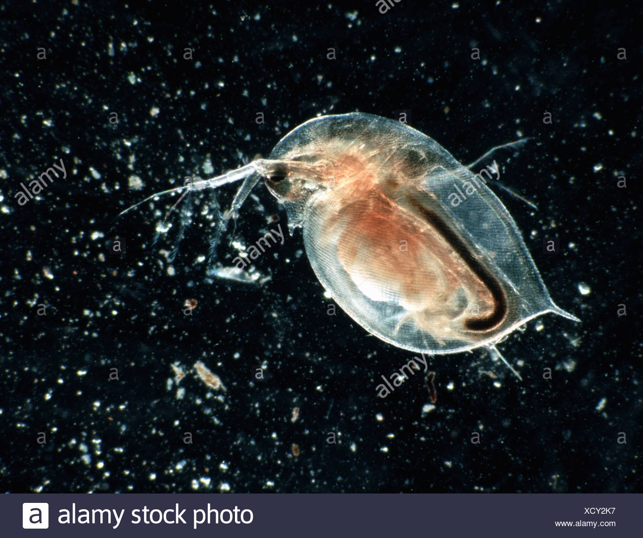 Daphnia Stock Photos & Daphnia Stock Images - Alamy