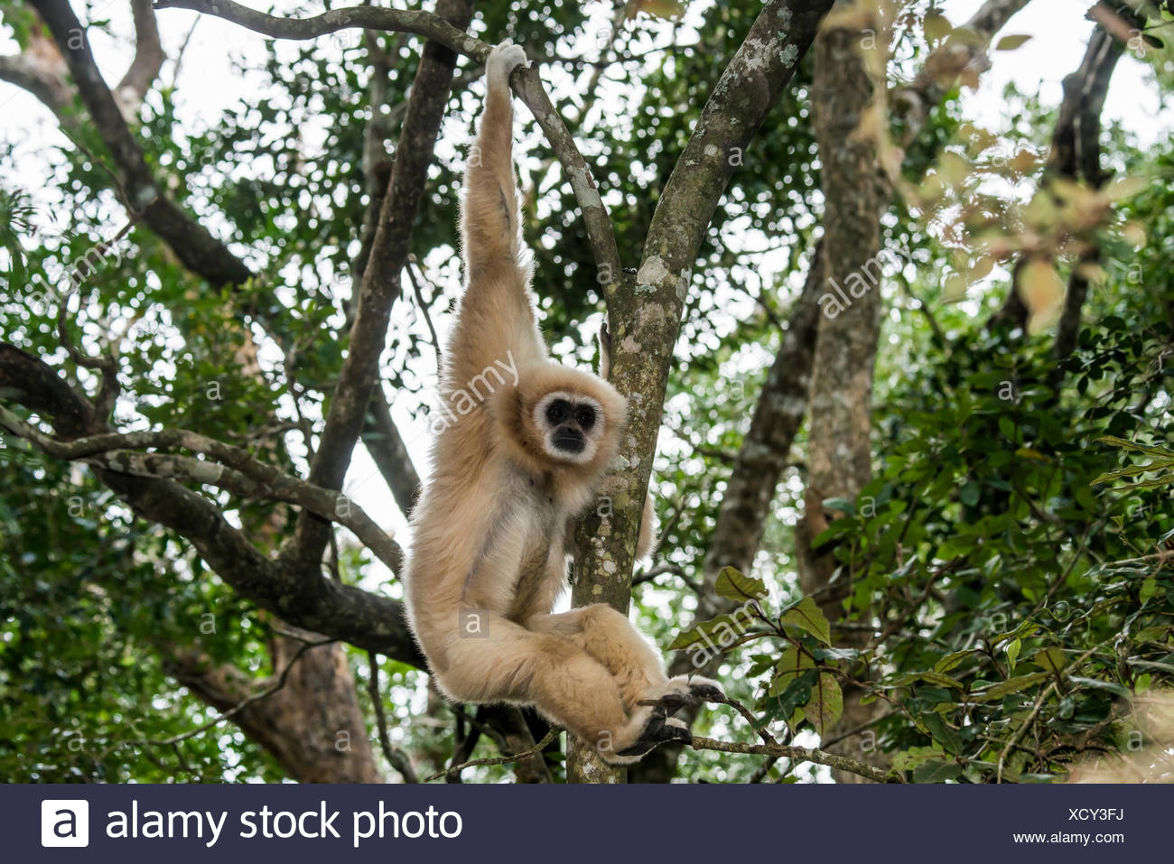 White Handed Gibbons High Resolution Stock Photography and Images - Alamy