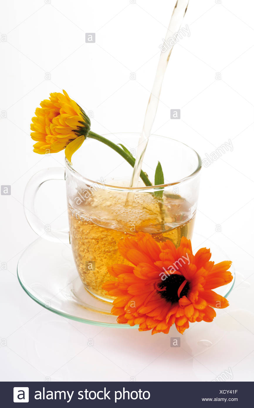 Marigold Tea Calendula Officinalis High Resolution Stock Photography ...