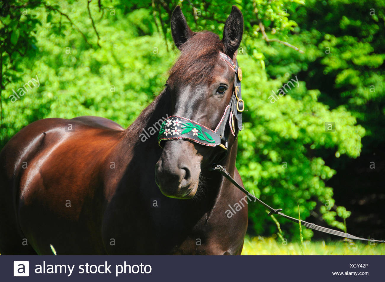 Breed Of Draught Horse High Resolution Stock Photography and Images - Alamy