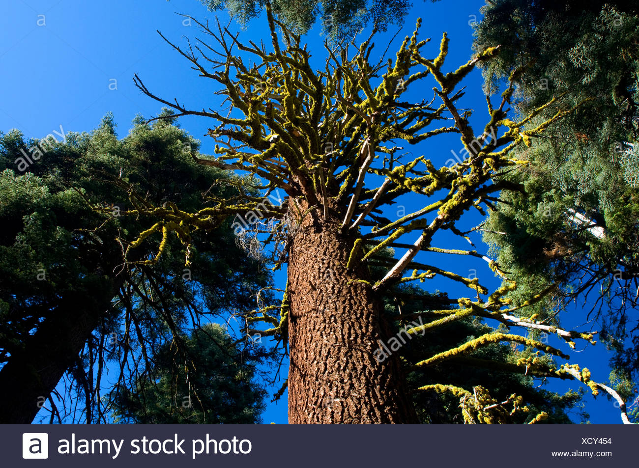 California Red Fir Abies Magnifica High Resolution Stock Photography ...