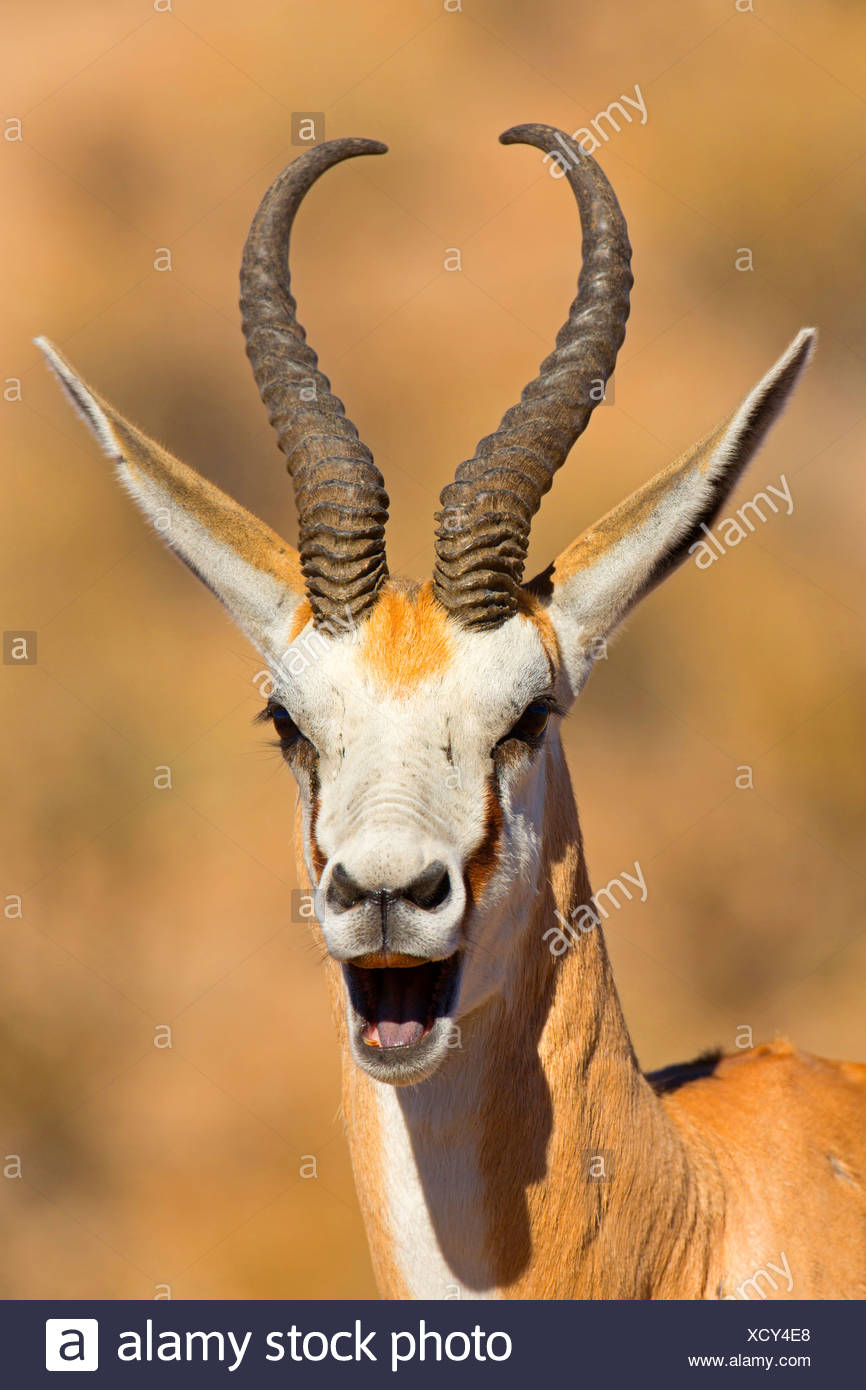 Springbok Head Stock Photos & Springbok Head Stock Images - Alamy