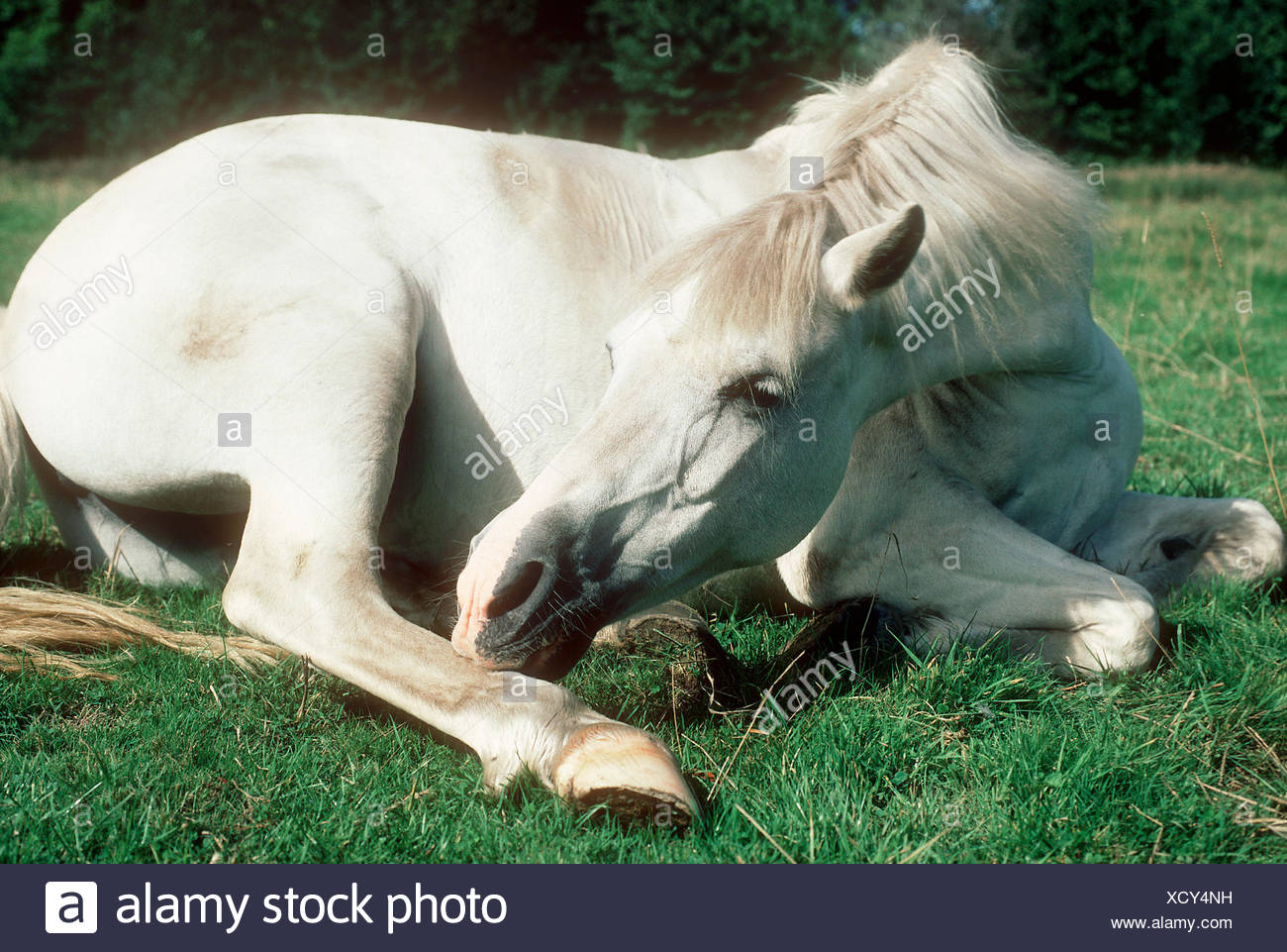 Pony Lying Down High Resolution Stock Photography and Images - Alamy