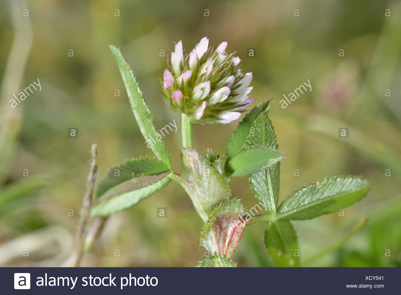 Upright Plant High Resolution Stock Photography and Images - Alamy