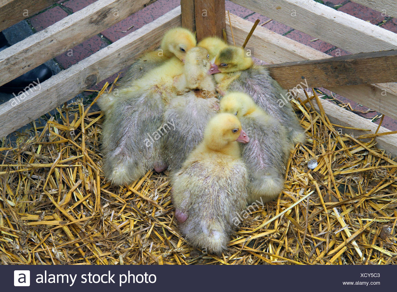 Sleeping Goose High Resolution Stock Photography and Images - Alamy