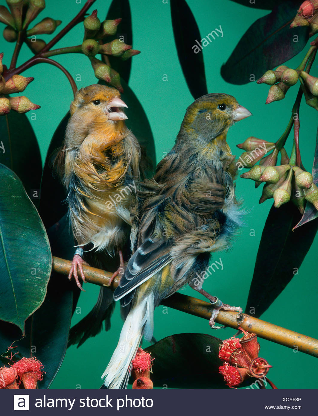 Bird Canaries Pair High Resolution Stock Photography and Images - Alamy