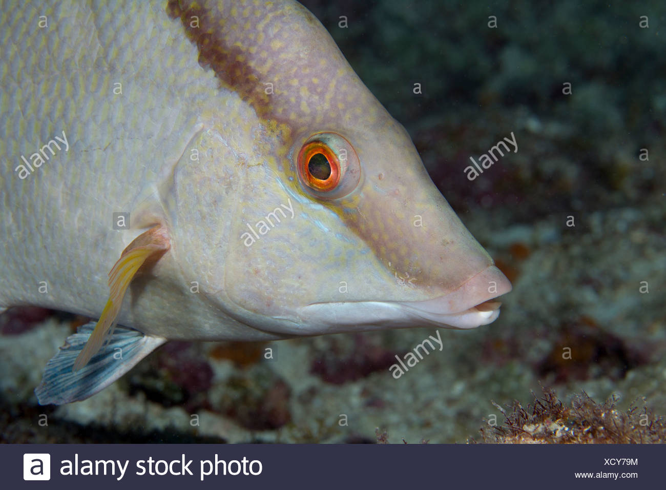 Hog Snapper Stock Photos & Hog Snapper Stock Images - Alamy