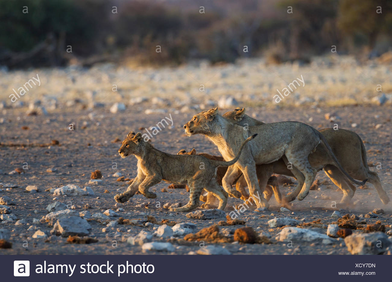 Lion And Elephants High Resolution Stock Photography and Images - Alamy