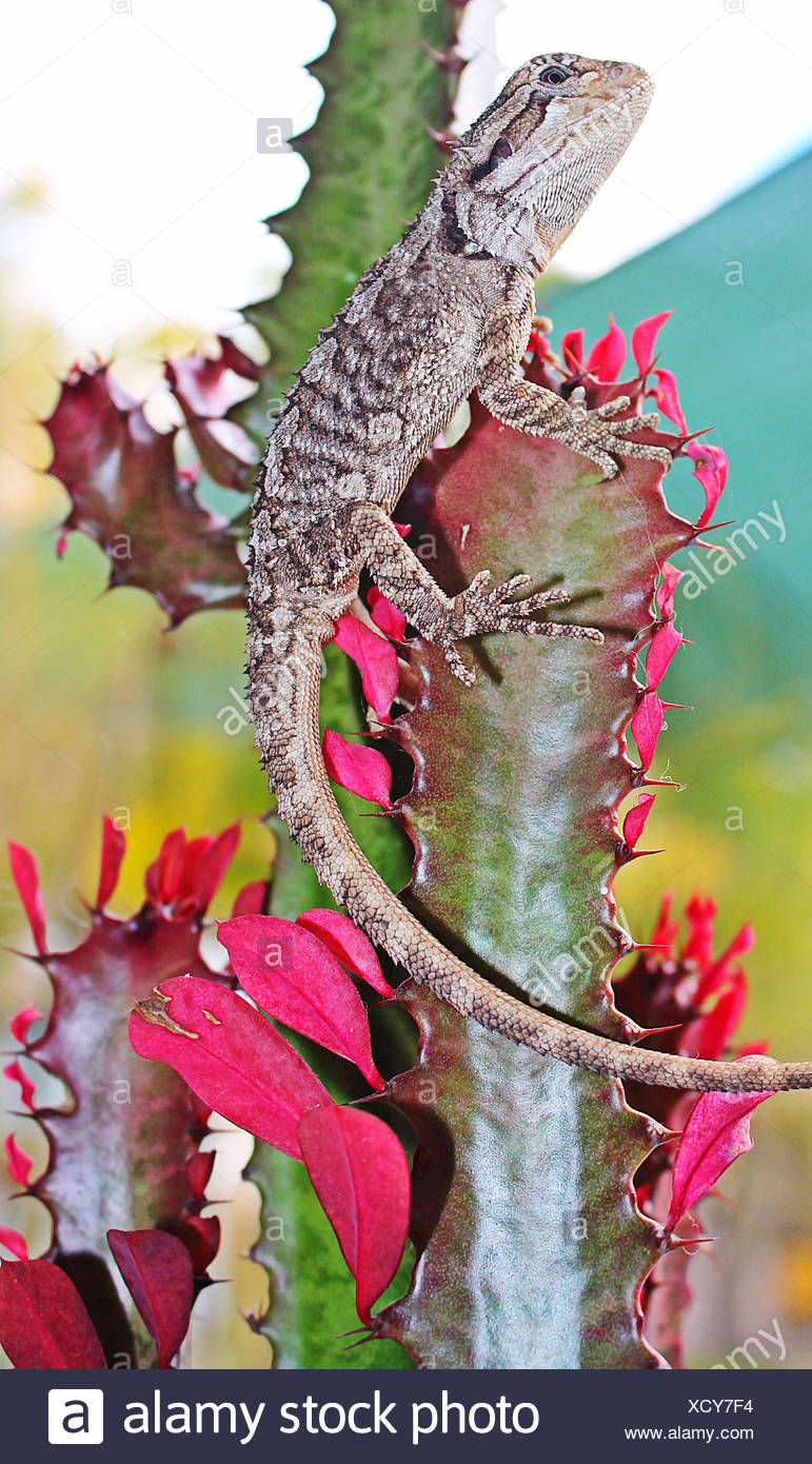 Spine Lizard High Resolution Stock Photography and Images - Alamy