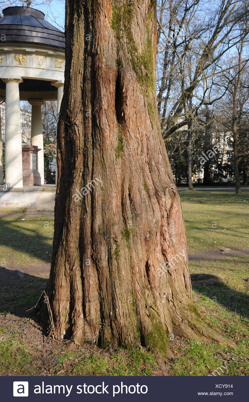 Chinesisches Rotholz High Resolution Stock Photography and Images - Alamy