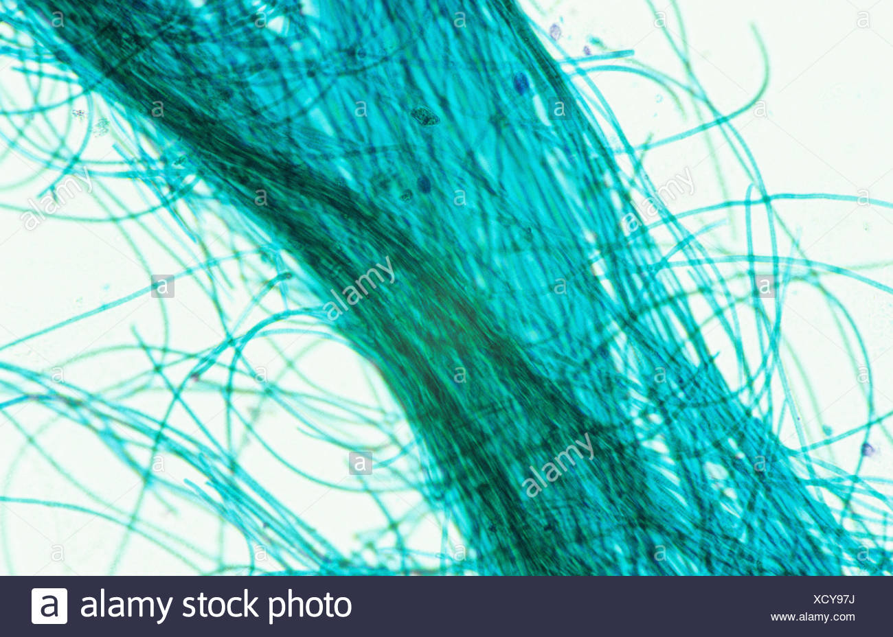 Prokaryotes High Resolution Stock Photography and Images - Alamy