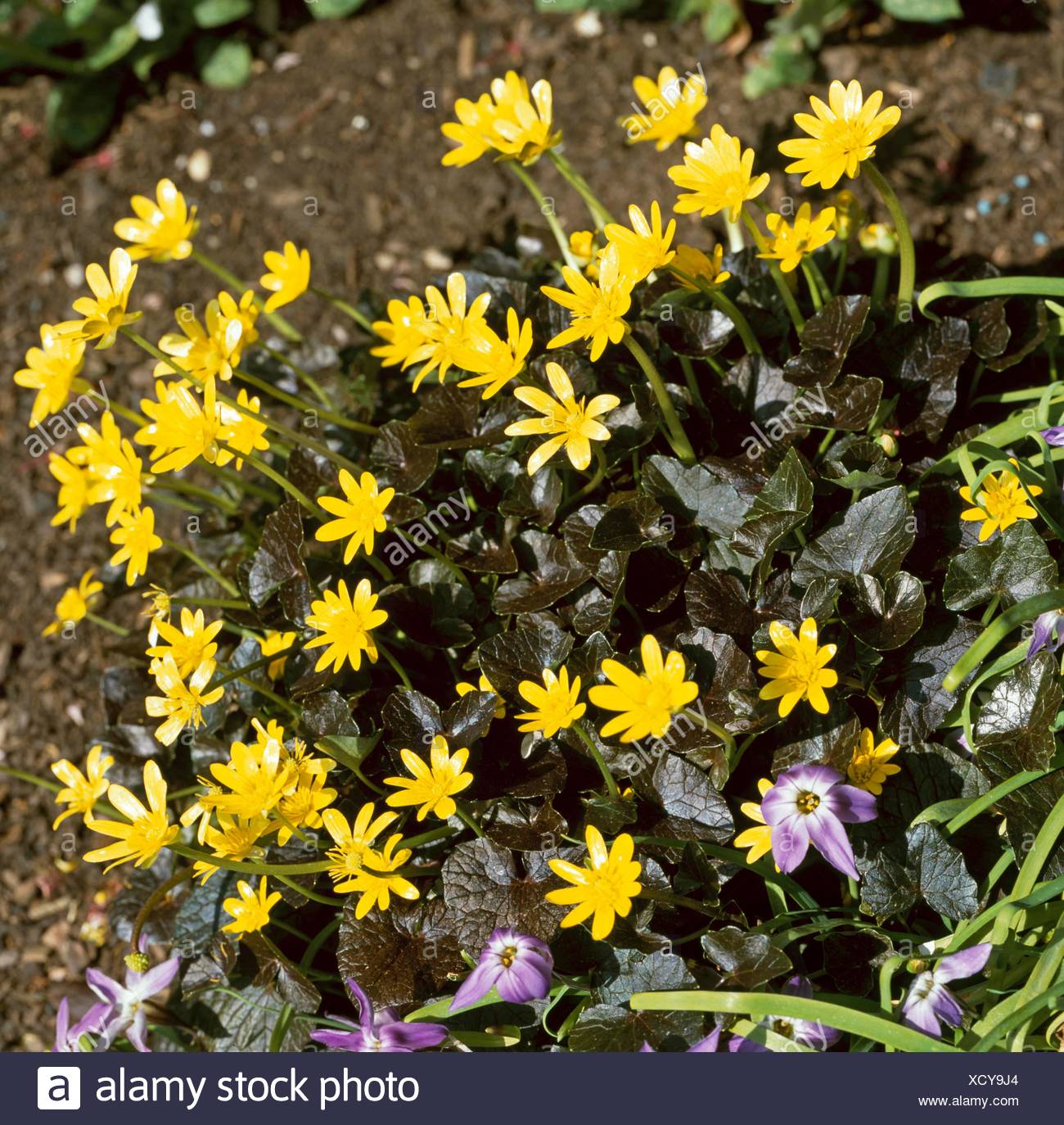 Brazen Hussy High Resolution Stock Photography and Images - Alamy