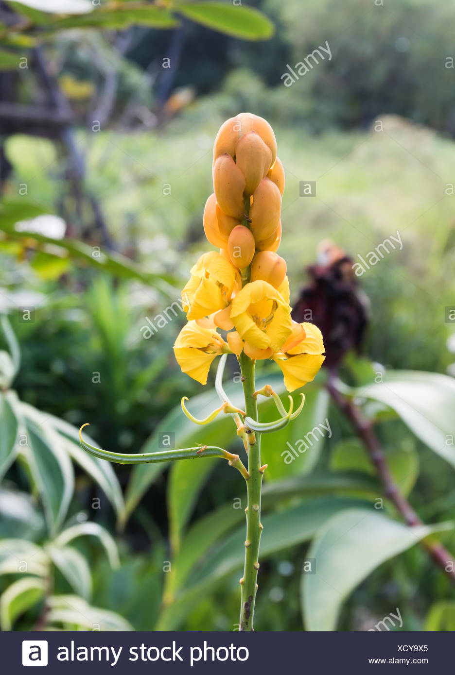 Candlestick Tree High Resolution Stock Photography and Images - Alamy