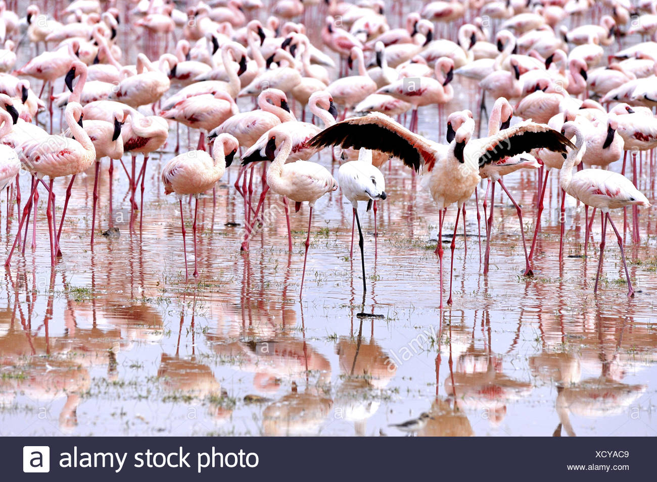 Flamingoschwarm High Resolution Stock Photography and Images - Alamy
