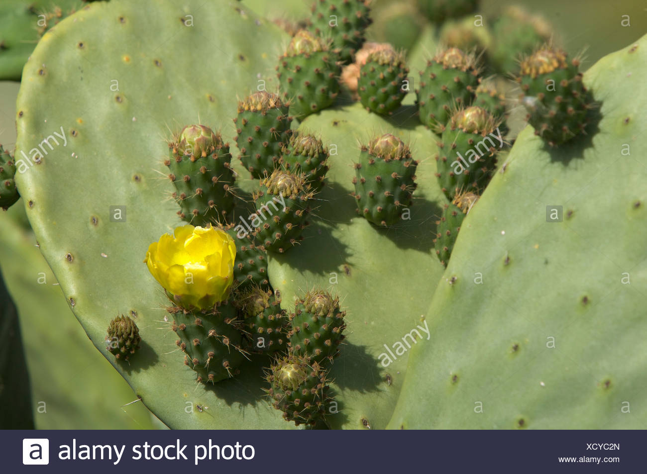 Indian Fig Cactus Flowers High Resolution Stock Photography and Images ...
