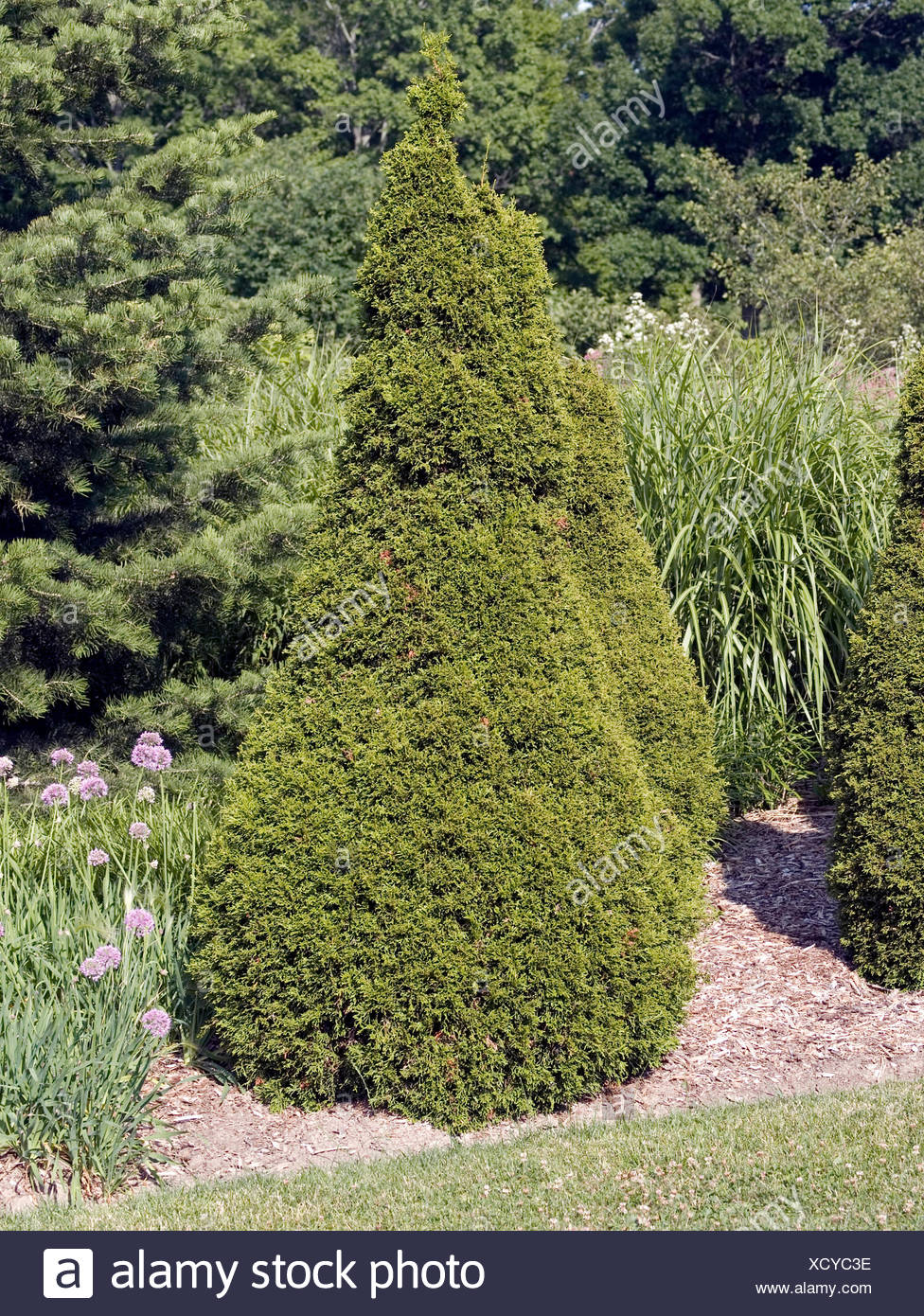 Thuja Occidentalis Smaragd Stock Photos & Thuja Occidentalis Smaragd ...