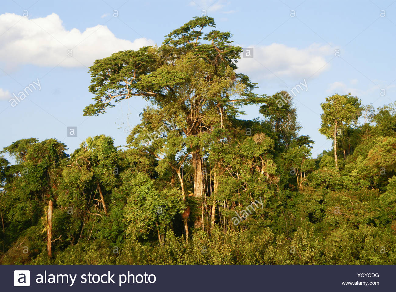 Amazon Rainforest Interior High Resolution Stock Photography and Images ...