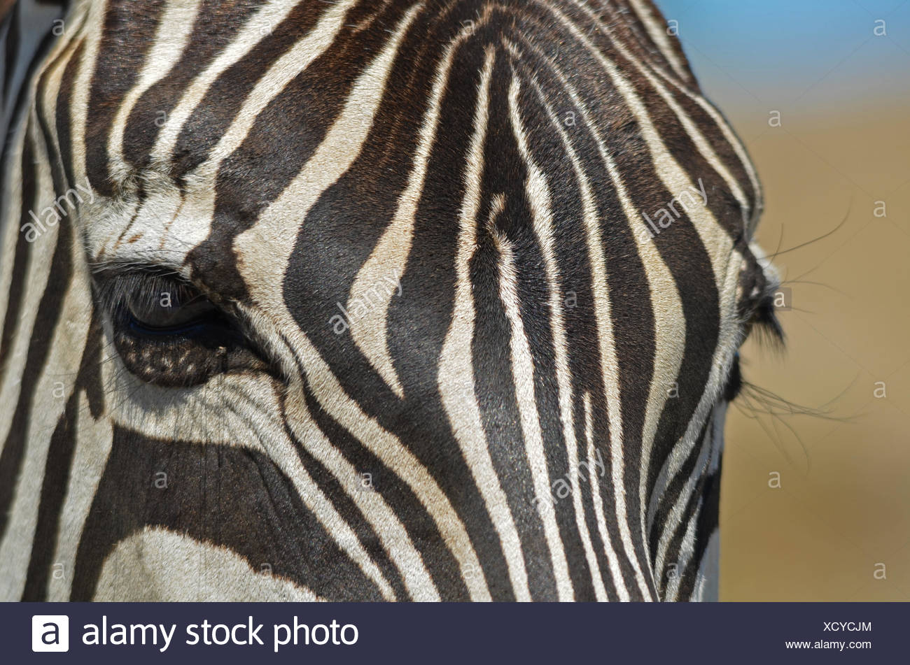 Eye Of Zebra Stock Photos & Eye Of Zebra Stock Images - Alamy