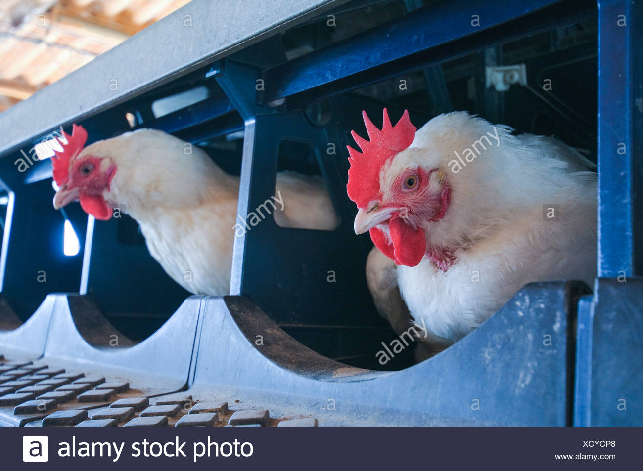 Poultry Farm Battery High Resolution Stock Photography and Images - Alamy