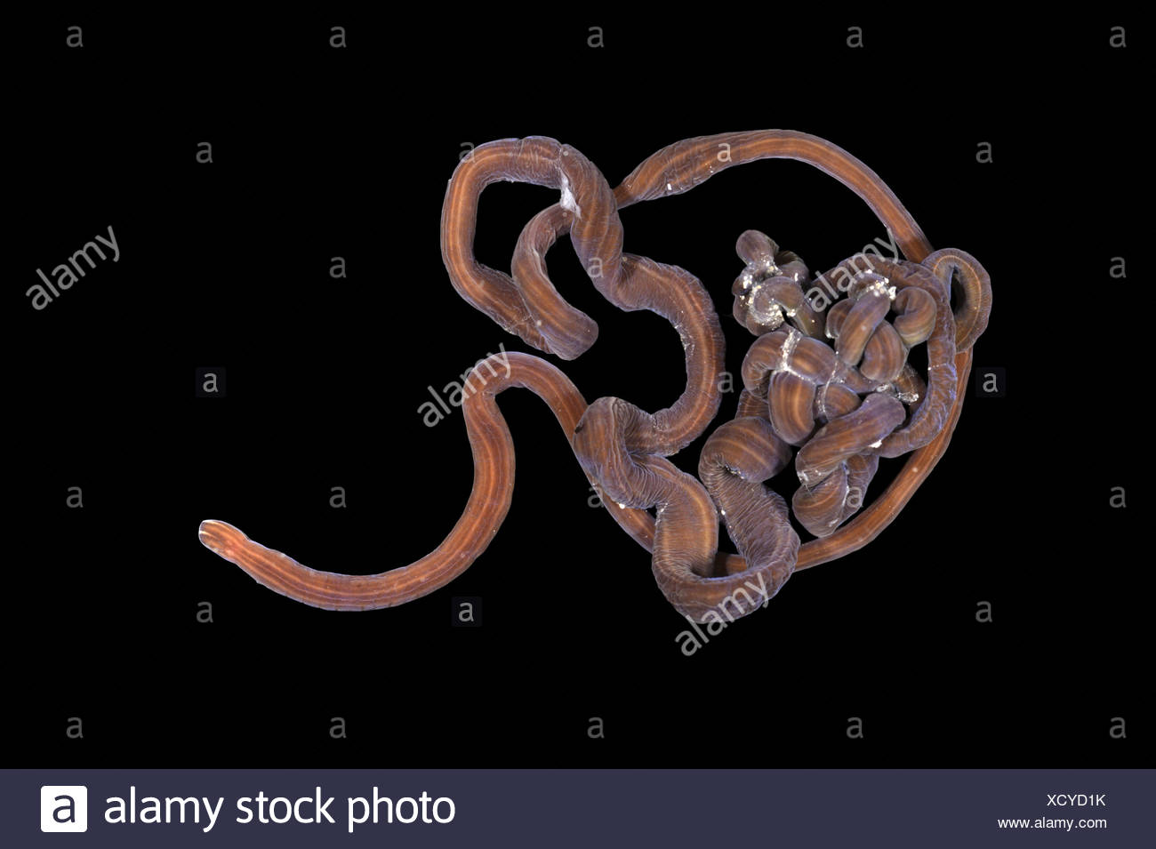 Bootlace Worm High Resolution Stock Photography and Images - Alamy