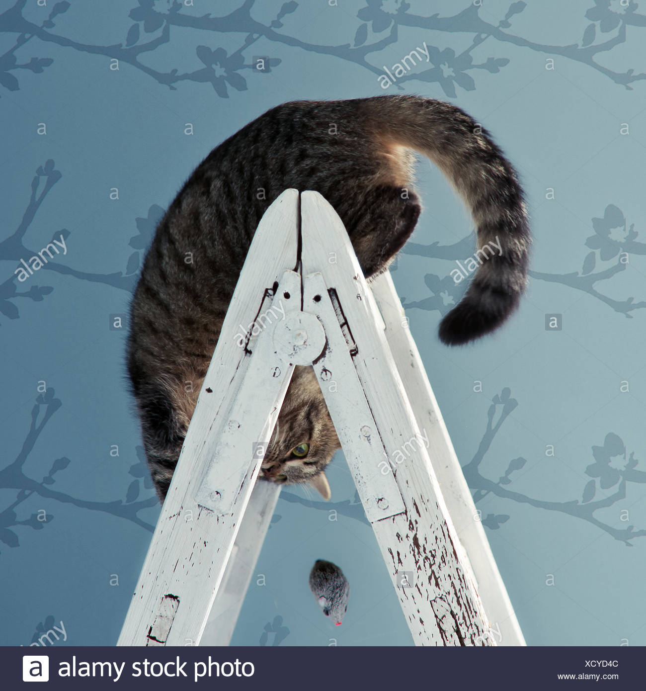 Funny Ladder People High Resolution Stock Photography and Images - Alamy
