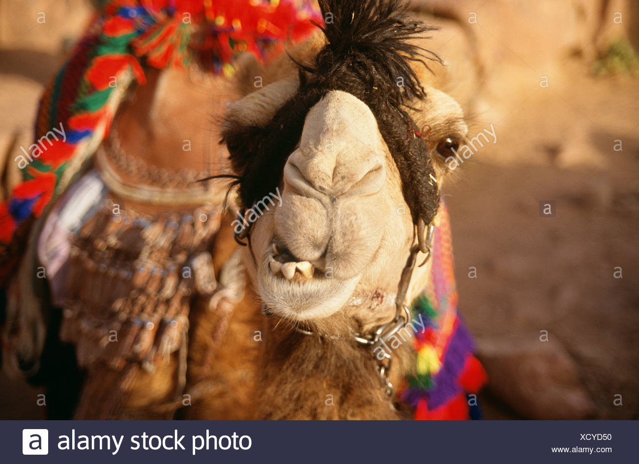 Camel Chewing High Resolution Stock Photography and Images - Alamy