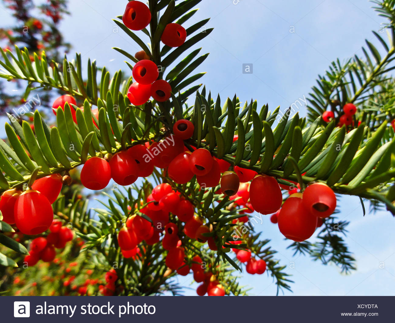 Yew Branches High Resolution Stock Photography and Images - Alamy