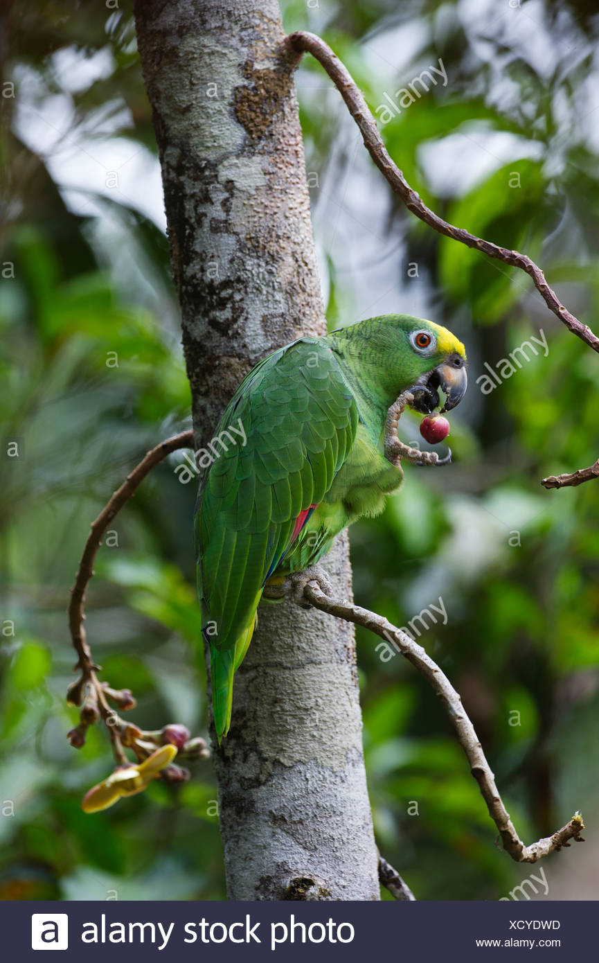 Neotropical Parrot Stock Photos & Neotropical Parrot Stock Images - Alamy