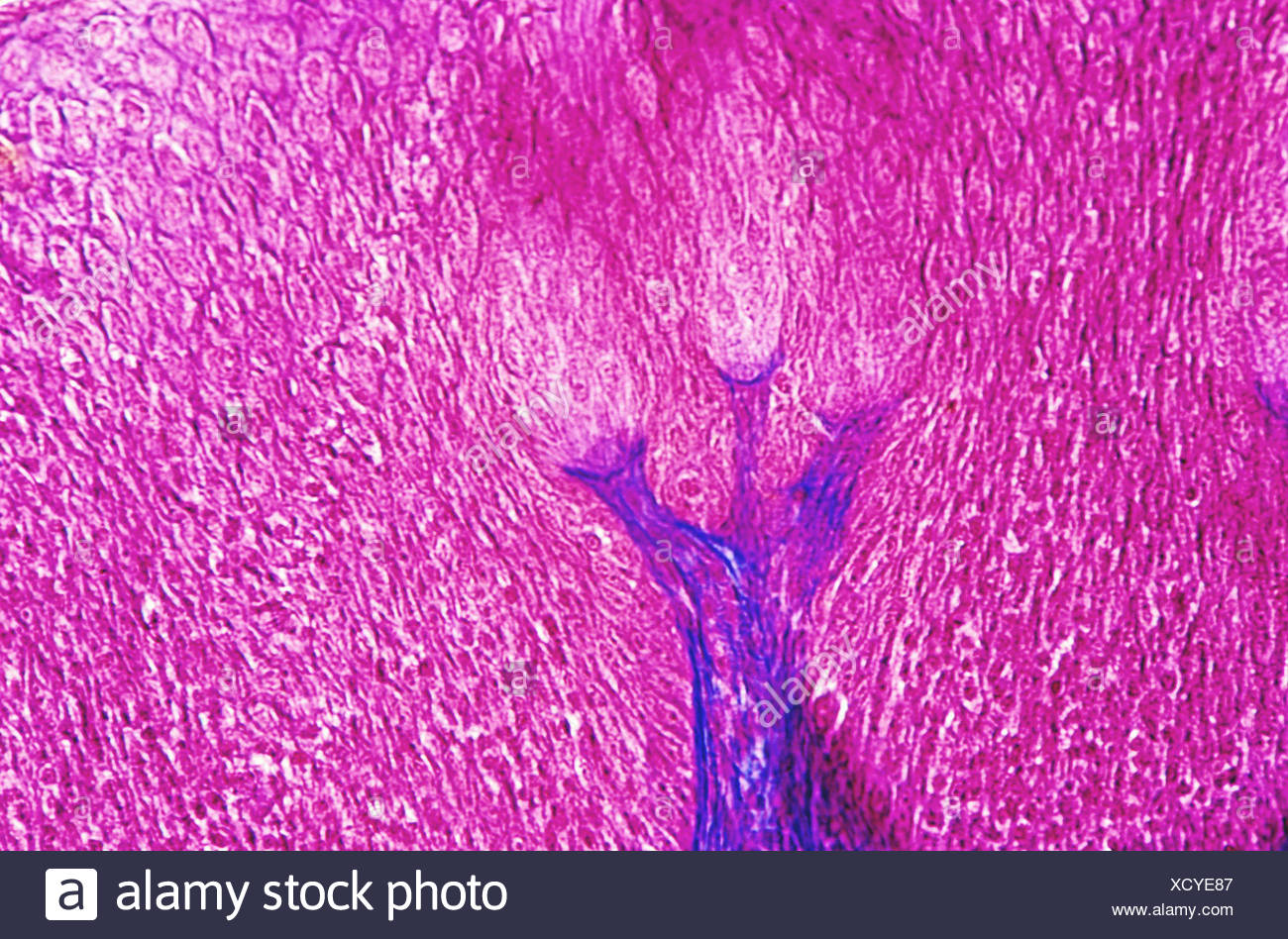 Microscope Fish High Resolution Stock Photography and Images - Alamy