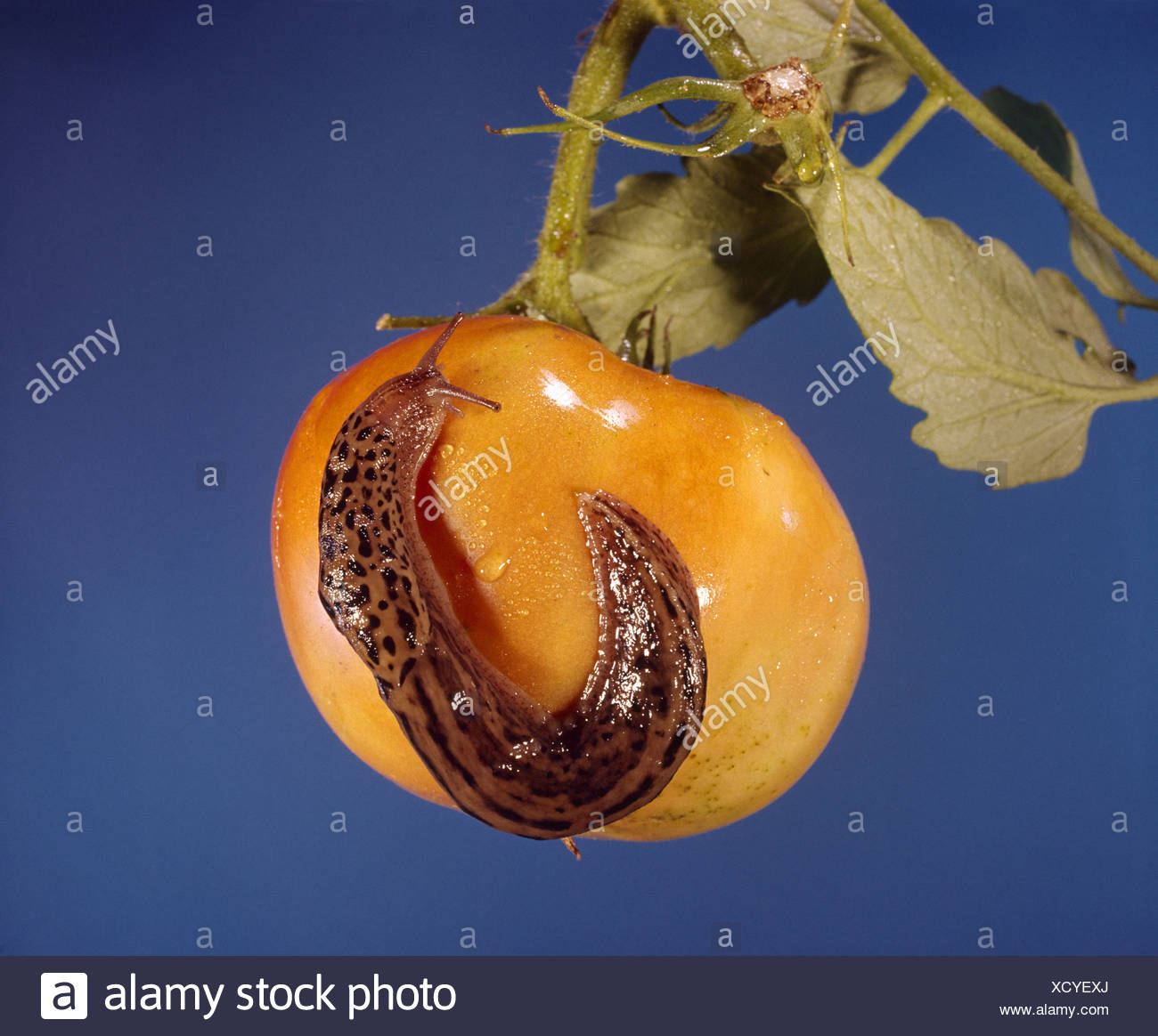 Spotted Garden Slug Limax Maximus High Resolution Stock Photography and ...
