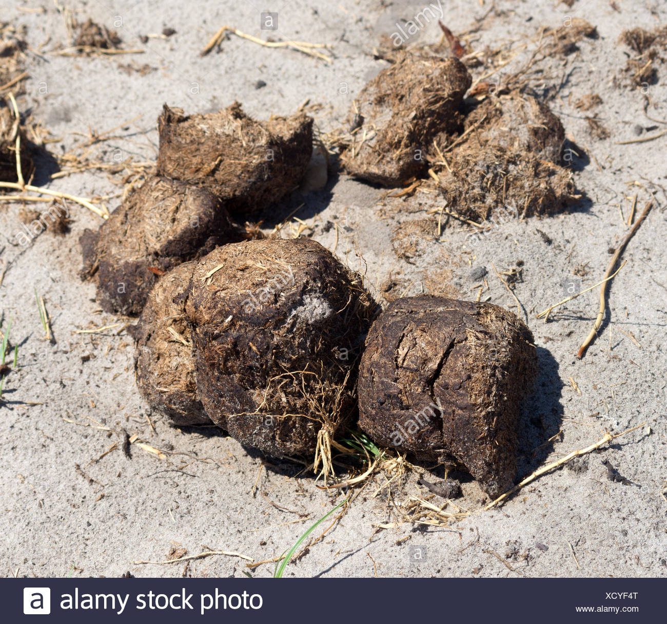 Excrement Stock Photos & Excrement Stock Images - Alamy