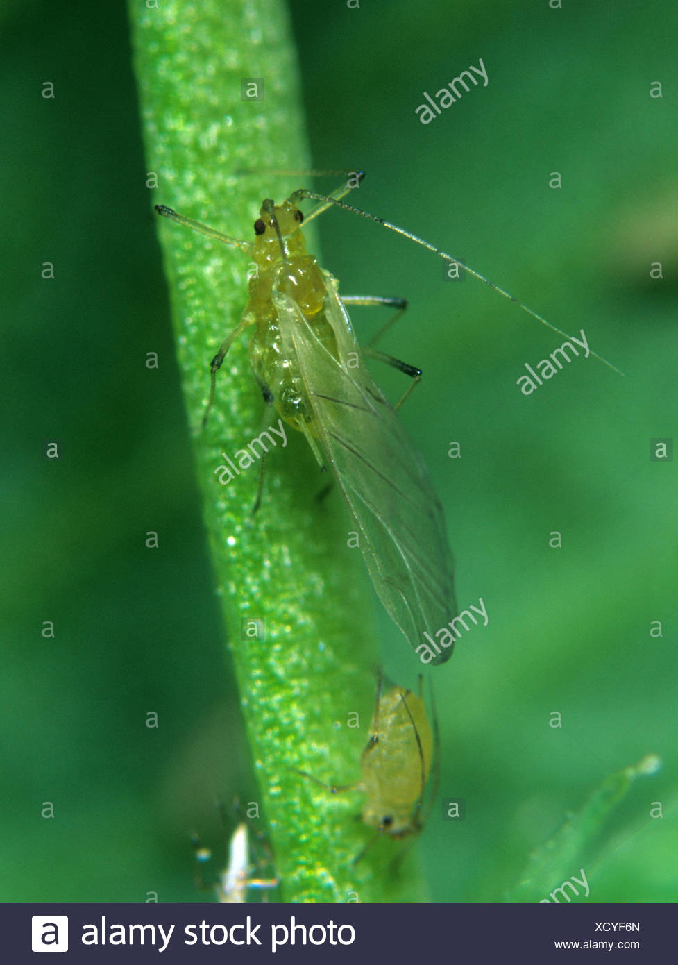 Alate Stock Photos & Alate Stock Images - Alamy