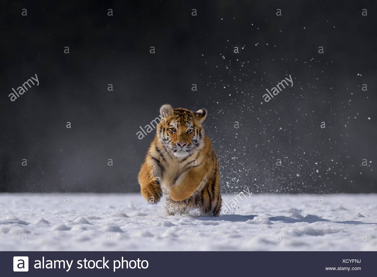 Tiger Jumping Stock Photos & Tiger Jumping Stock Images - Alamy